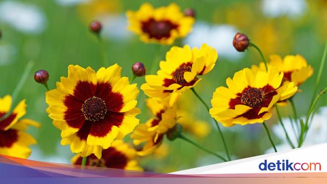 Penyerbukan: Pengertian, Jenis, dan Prosesnya pada Tumbuhan