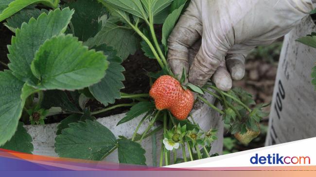 Menilik Nasib Produksi Stroberi Bandung