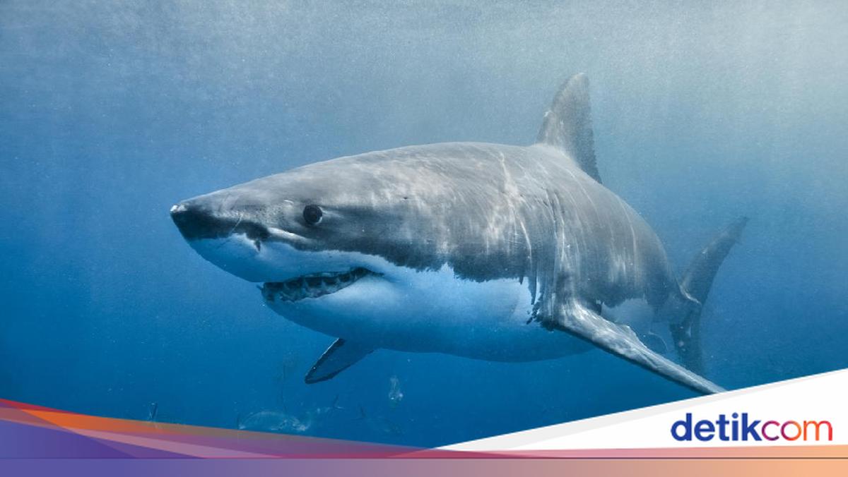 Pilu Bocah 12 Tahun Tewas Digigit Hiu
