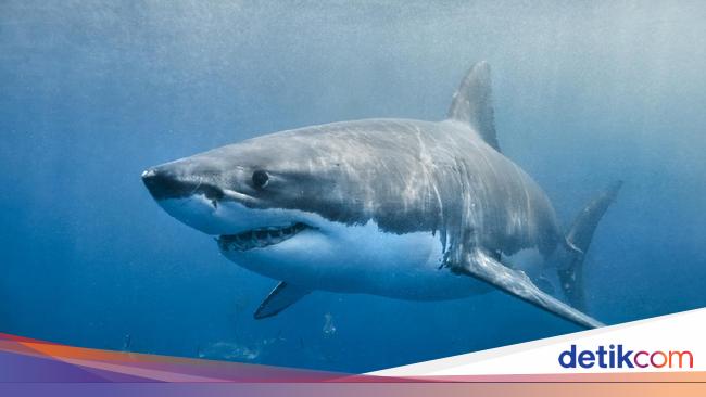 Turis Jerman Tewas Usai Digigit Hiu di Pantai Pulau Canary Spanyol