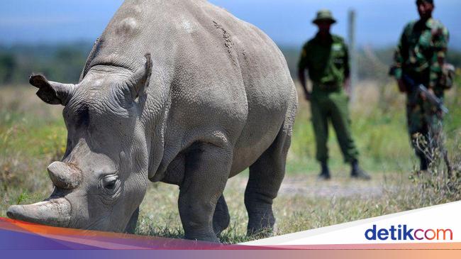 Badak Putih Utara Terakhir Pensiun dari Penangkaran