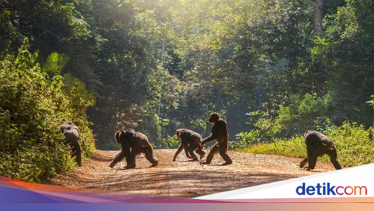 Jadi 'Intel', Simpanse Ternyata Punya Taktik Melawan Musuh Seperti Manusia