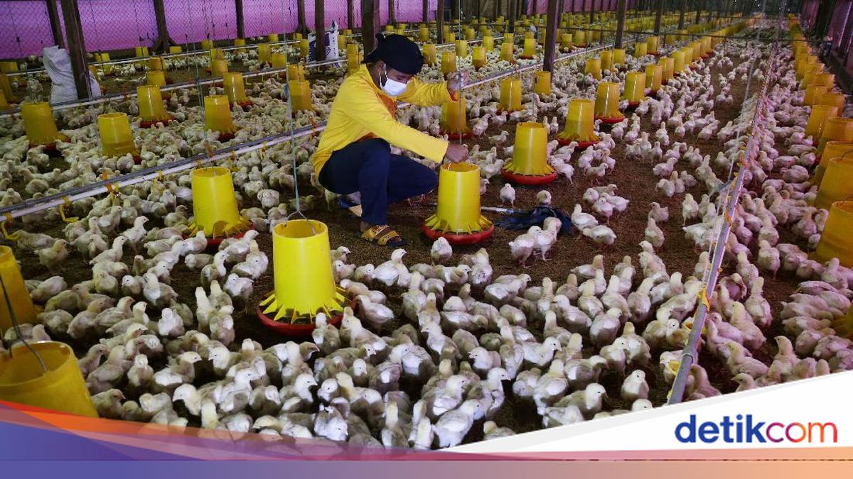 Peternak Teriak Rugi Ratusan Juta Gegara Harga Ayam di Kandang Anjlok