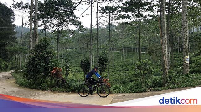 Mencoba Jalur Syahdu Kebun Teh Cianten Bogor