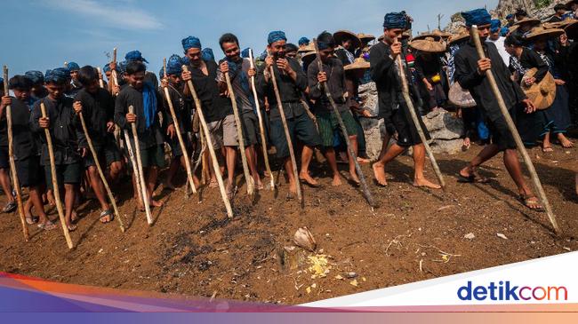 Kekompakan Suku Baduy Saat Menanam Padi