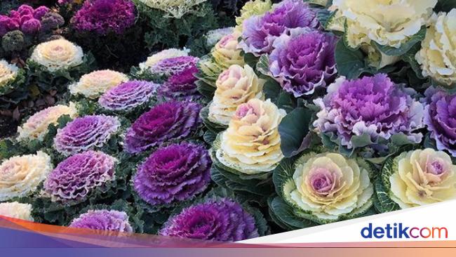 Sayang Dimakan! Kubis Cantik Ini Bentuk dan Warnanya Mirip Bunga