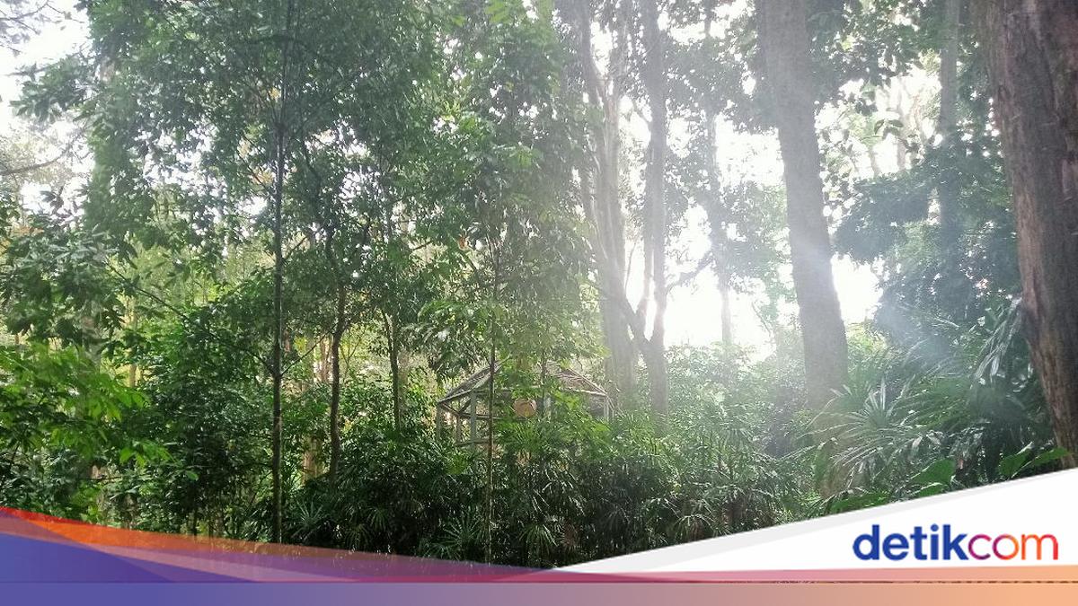 Taman Hutan Raya Ir H Djuanda: Sejarah, Objek Wisata, dan Harga Tiket