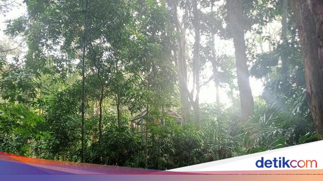 Taman Hutan Raya Ir H Djuanda: Sejarah, Objek Wisata, dan Harga Tiket