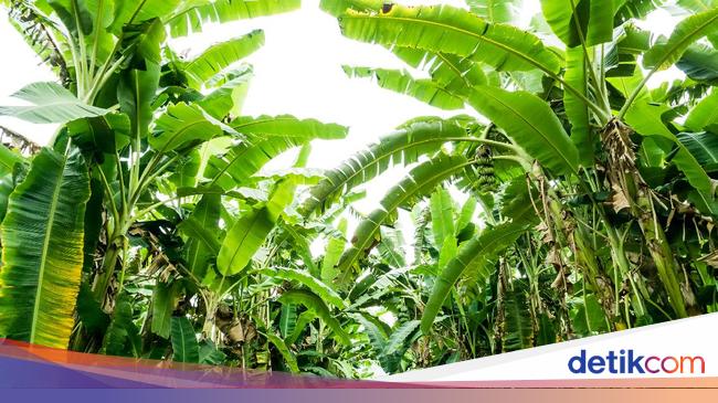 Ketahui Ciri-ciri Tumbuhan Monokotil dan Dikotil serta Contoh Tumbuhannya