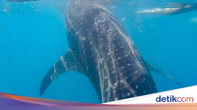 10 Ikan Terbesar di Dunia Beserta Berat dan Panjangnya