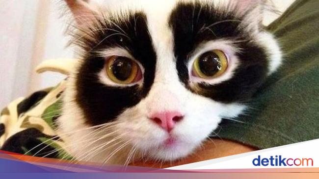 Kumpulan Potret Kucing Dengan Motif Bulu yang Unik