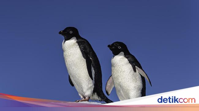 Mengapa Tubuh Penguin Berwarna Hitam Putih? Ternyata Ini Fungsinya