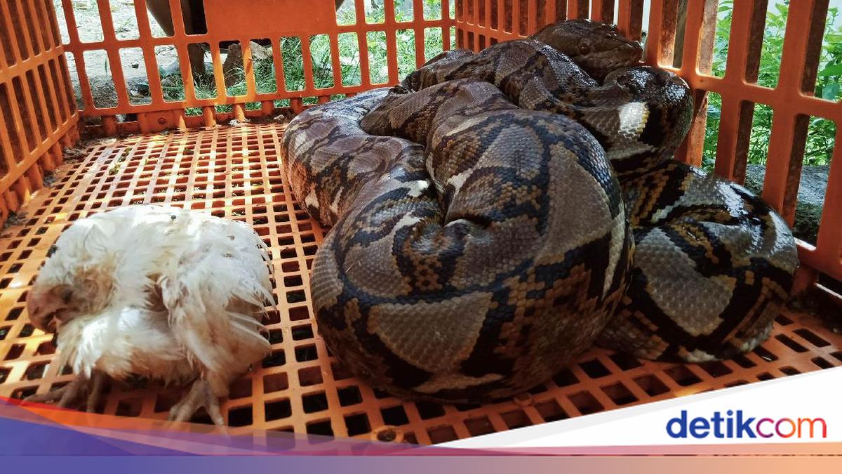 Ilmuwan: Ular Piton Bisa Jadi Pengganti Daging
