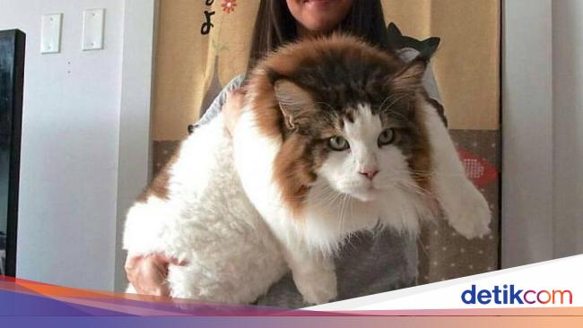 Deretan Penampakan Kucing Punya Ukuran Tubuh Jumbo