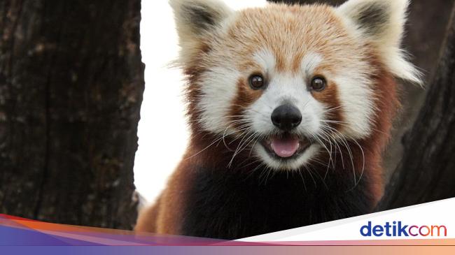 Potret Panda Merah, Si Gemas yang Bikin Bingung
