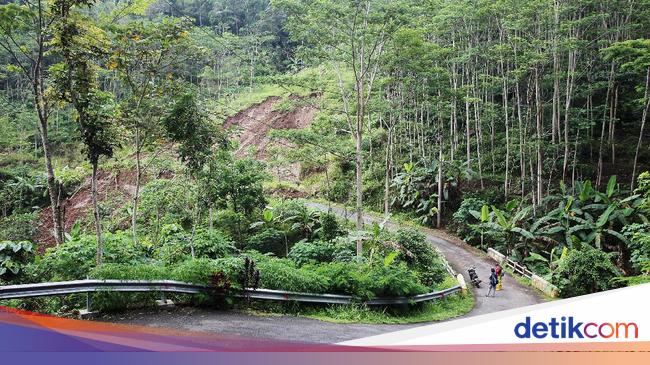 Teror Monyet Rusak Lahan Pertanian Bukit Menoreh Kulon Progo Bikin Resah
