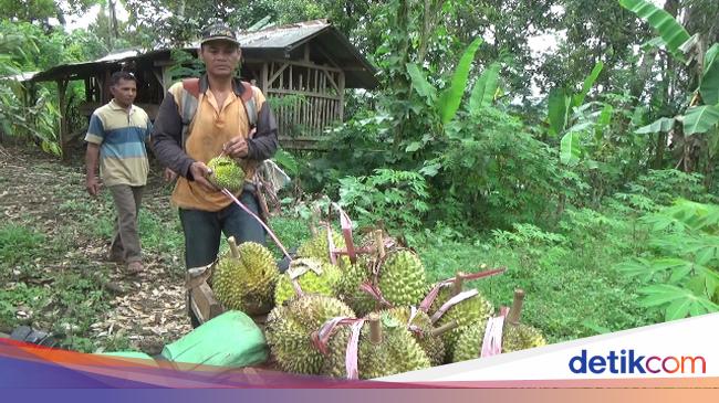 Penggemar Durian! Ini Durian Susu dari Gunung Semeru yang Manis Legit