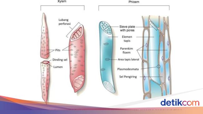 Perbedaan Xilem dan Floem Pada Jaringan Tumbuhan