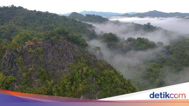 Punya Hutan Luas, RI Punya Potensi Besar di Sektor Bioekonomi