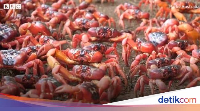 Masuk Sejarah! Cuaca Kering Tunda Migrasi Kepiting Ini Selama 2 Bulan