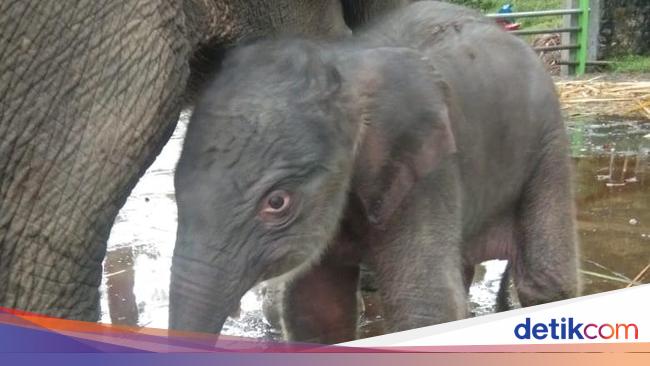Lihat Gemasnya Bayi Gajah Sumatera yang Baru Lahir di Tangkahan
