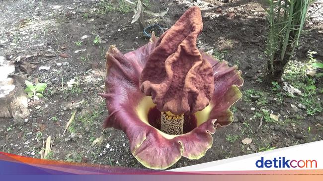 Fakta Bunga Rafflesia Arnoldii, Apakah Sama dengan Bunga Bangkai?