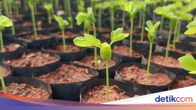 Hari Gerakan Sejuta Pohon 10 Januari, Ini Sejarah Peringatannya