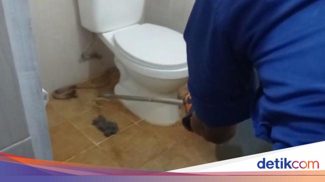 Ngeri! Ular Kobra Tiba-tiba Muncul dari dalam Kloset Lalu Semburkan Bisa Ngeri! Ular Kobra Tiba-tiba Muncul dari dalam Kloset Lalu Semburkan Bisa