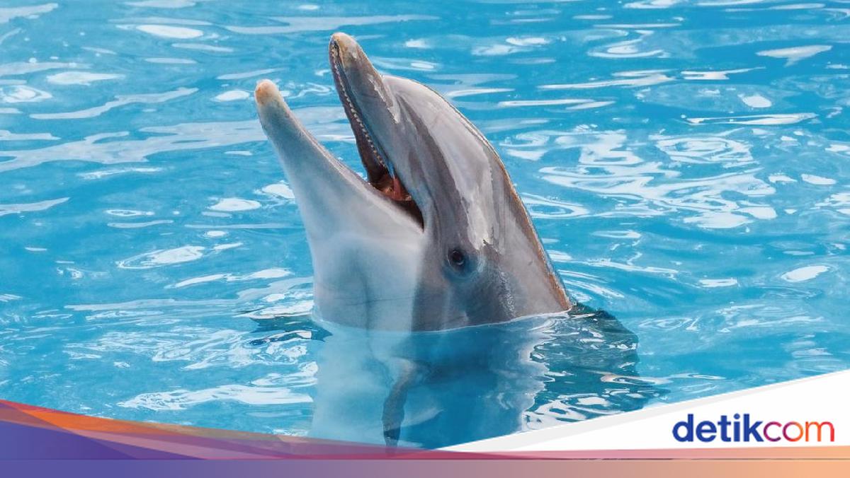 40 Tebak-tebakan Hewan dan Jawabannya yang Bikin Ngakak