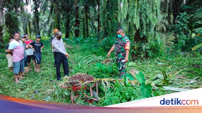 Warga Tewas Tersengat Listrik Tegangan Tinggi Saat Panen Sawit di Tapteng