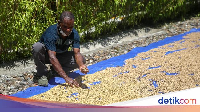 Melihat Koperasi Kopi Amungme Gold yang Hasilkan 1,5 Ton Kopi Per Tahun