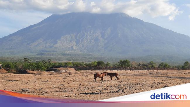 Savana Tianyar, Bikin Kamu Merasa di Afrika padahal di Bali