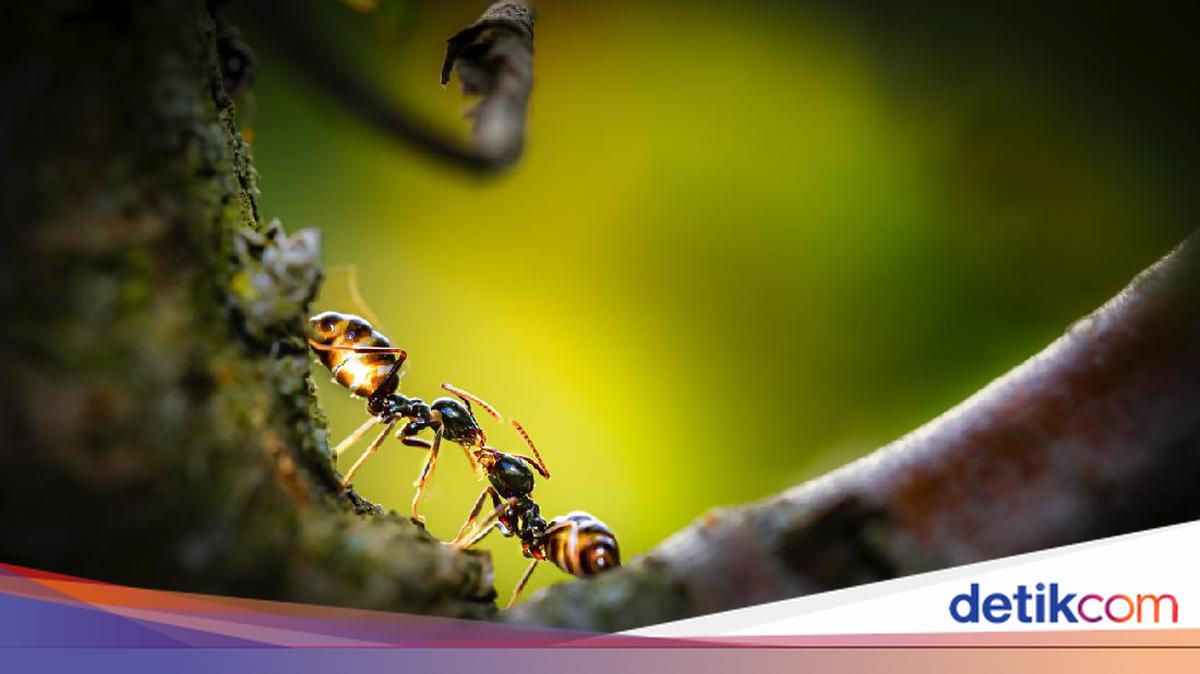 Bagaimana Cara Semut Memilih Ratunya?