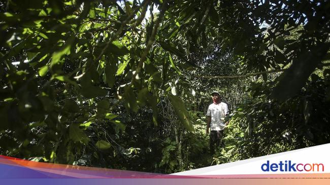 Desa Munduk, Tempat Singgah Favoritnya Tuan-tuan Belanda