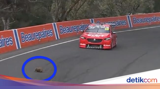 Lagi Balap Mobil, eh Ada Landak Semut Nyeberang di Lintasan!