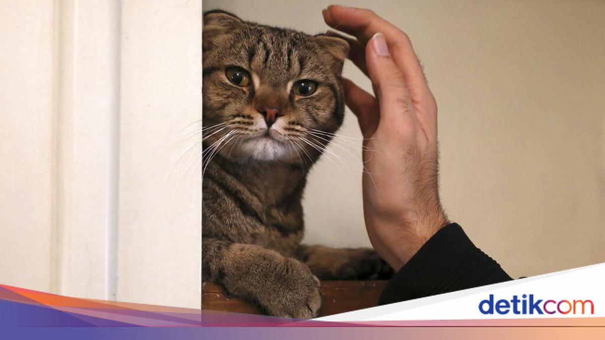 Berapa Lama Kucing Dapat Hidup? Ini Penjelasan serta 8 Tandanya Sudah Tua