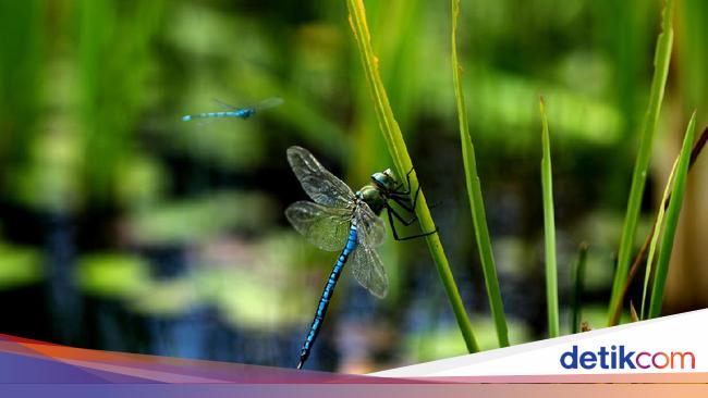 Metamorfosis Capung, Tidak Melalui Tahap Kepompong