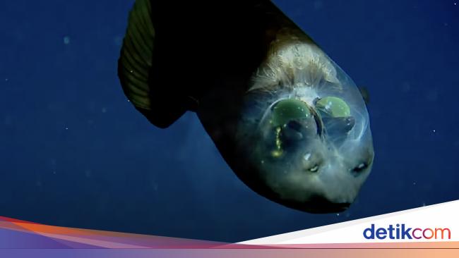 Penampakan Ikan Aneh yang Kepalanya Tembus Pandang