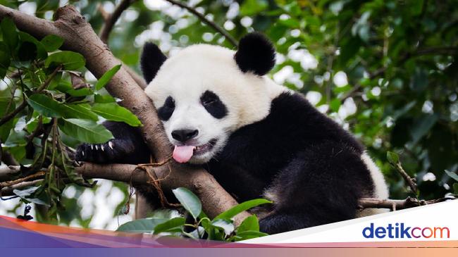 Panda Tetap Chubby Meski Makannya Cuma Bambu, Kenapa?