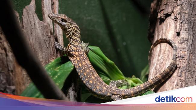 Sejarah! 6 Ekor Bayi Komodo Lahir di Kebun Binatang New York