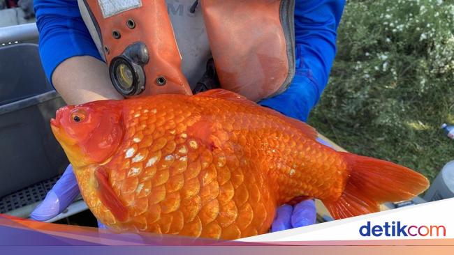 Ikan Mas Koki Dilepas ke Danau, Jadi Raksasa!