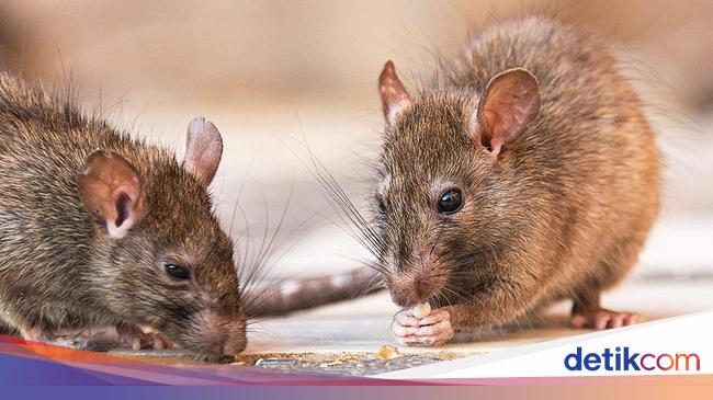 Tikus Purba Ternyata Sebesar Kuda Poni!