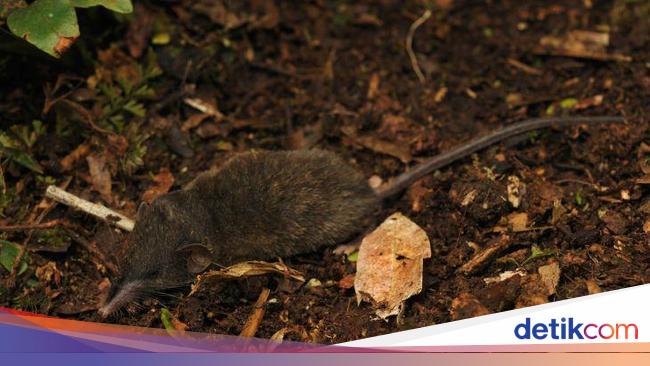 8 Cara Mengusir Curut dari Rumah, Tikus Kecil Bermata Sipit