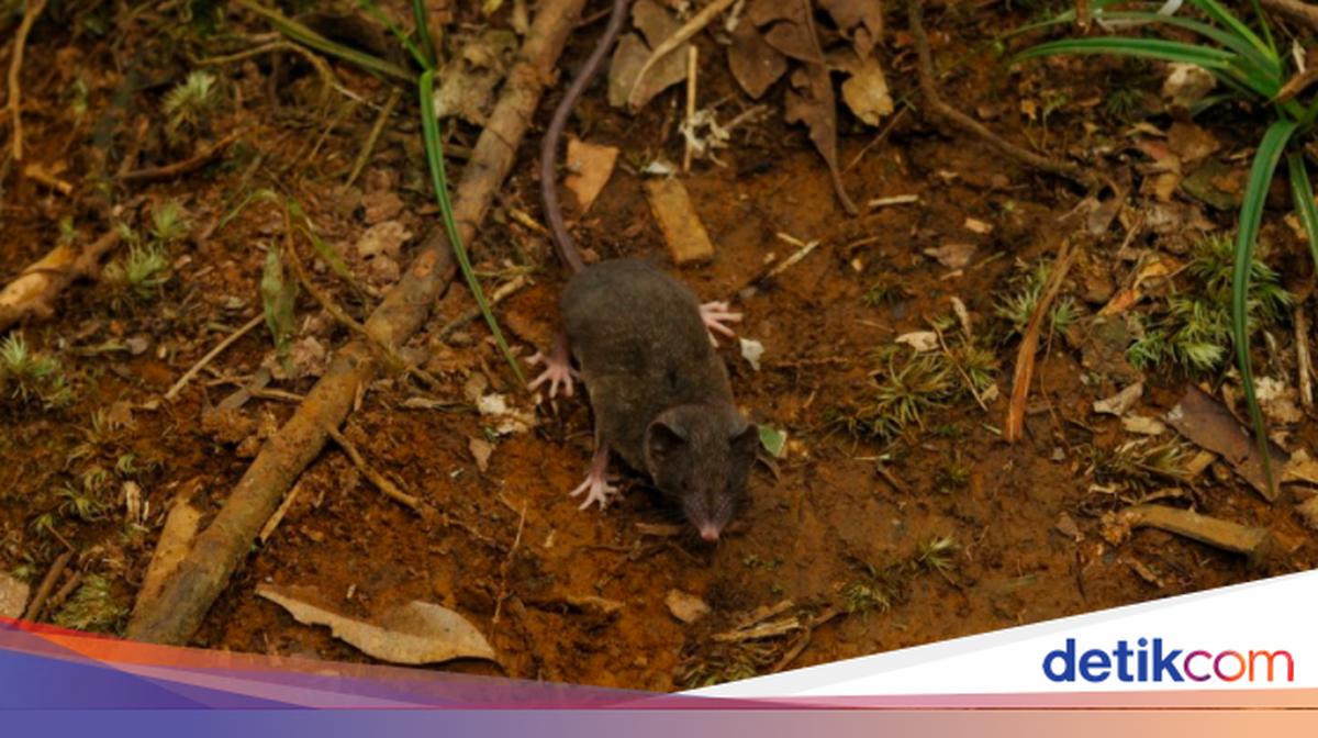 Waspada Curut di Rumah! Ini 7 Cara Ampuh Mengusirnya