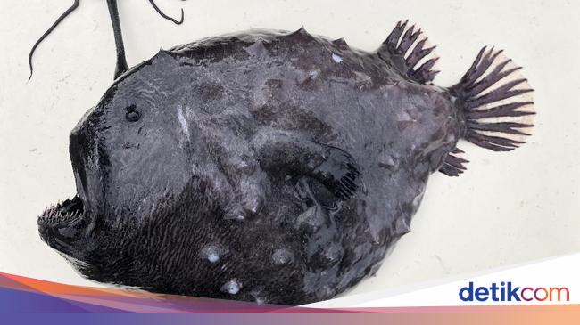 5 Fakta Ikan Anglerfish: Asal-usul Nama hingga Muncul ke Permukaan