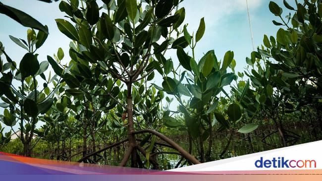 Rawa: Pengertian, Ciri-ciri, dan Jenisnya