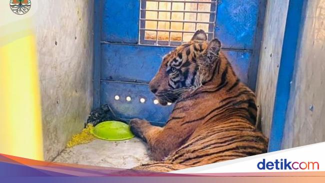 Kasihan, Harimau Sumatra Ini Masuk ke Kandang Jebak dan Terluka Parah Kasihan, Harimau Sumatra Ini Masuk ke Kandang Jebak dan Terluka Parah