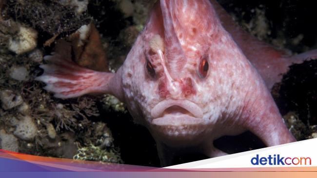 Setelah Puluhan Tahun, Ikan Berjalan Pink Langka Nongol Lagi