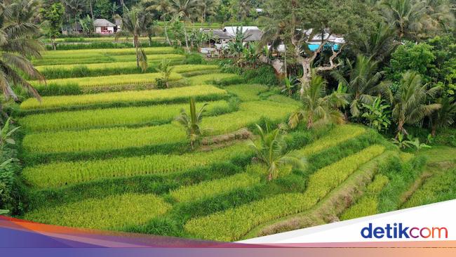 Terpesona dengan Tetebatu, Desa Wisata Terindah Dunia!