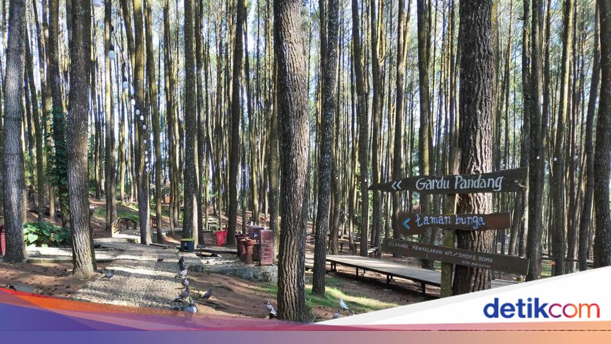 7 Hutan Pinus Jogja, Pesona Wisata Alam yang Wajib Dikunjungi